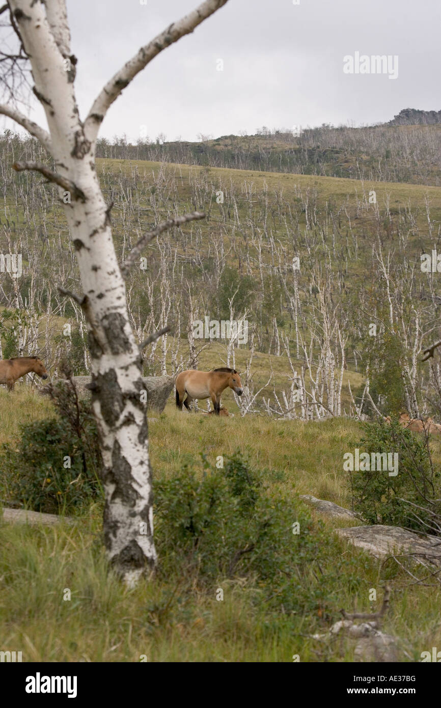Drought animal dying hi-res stock photography and images - Alamy