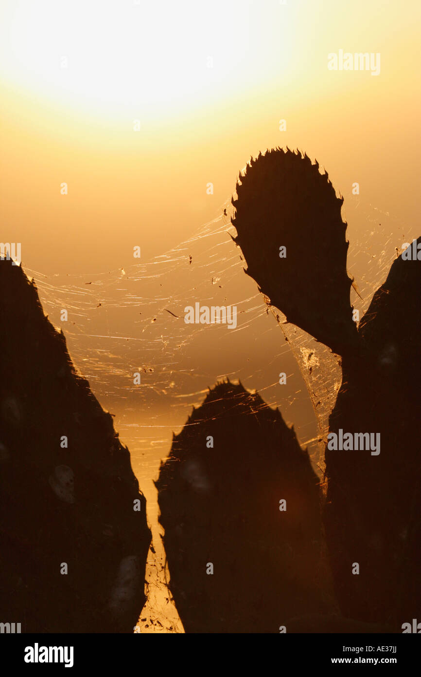 The sun silhouetting a cactus on an Island in Lake Victoria, Uganda ...