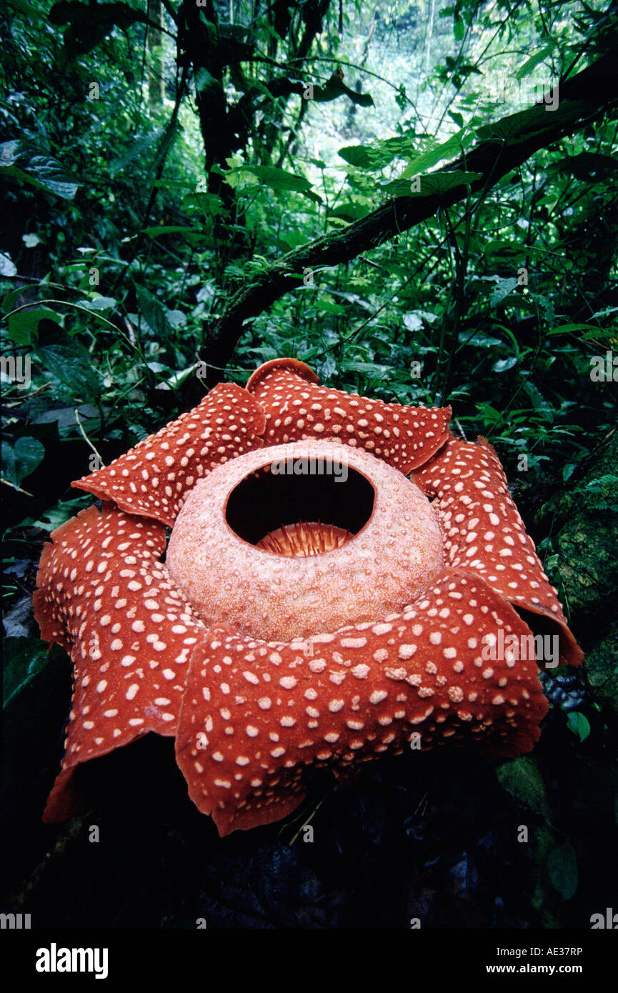 Rafflesia arnoldii west sumatra hi-res stock photography and images - Alamy