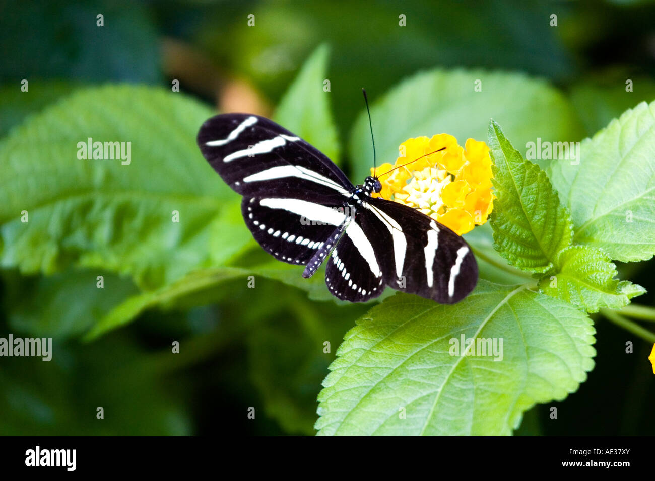 Zebra Longwing butterfly with wings spread Stock Photo - Alamy