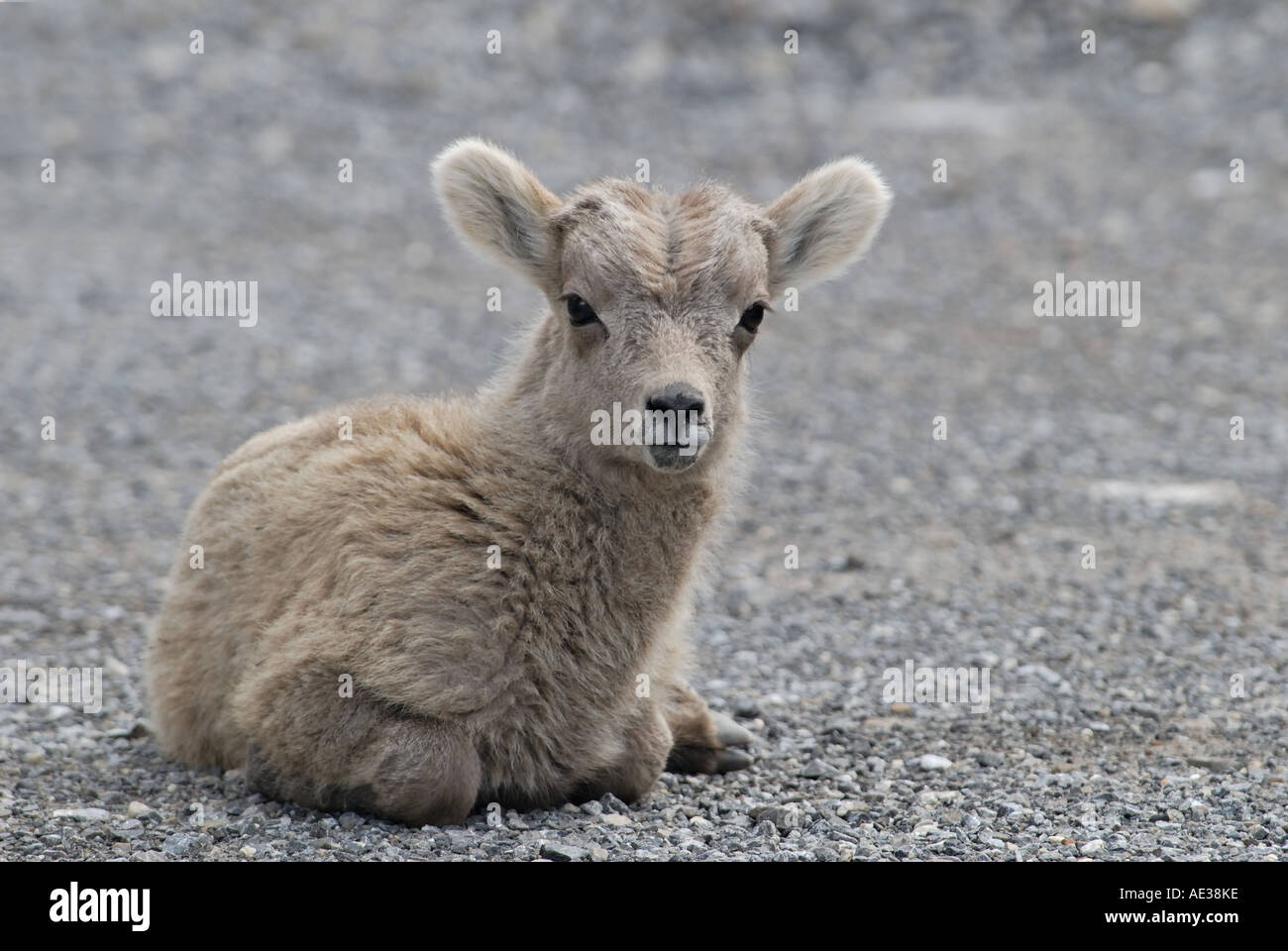 Baby Bighorn Sheep Stock Photo - Alamy