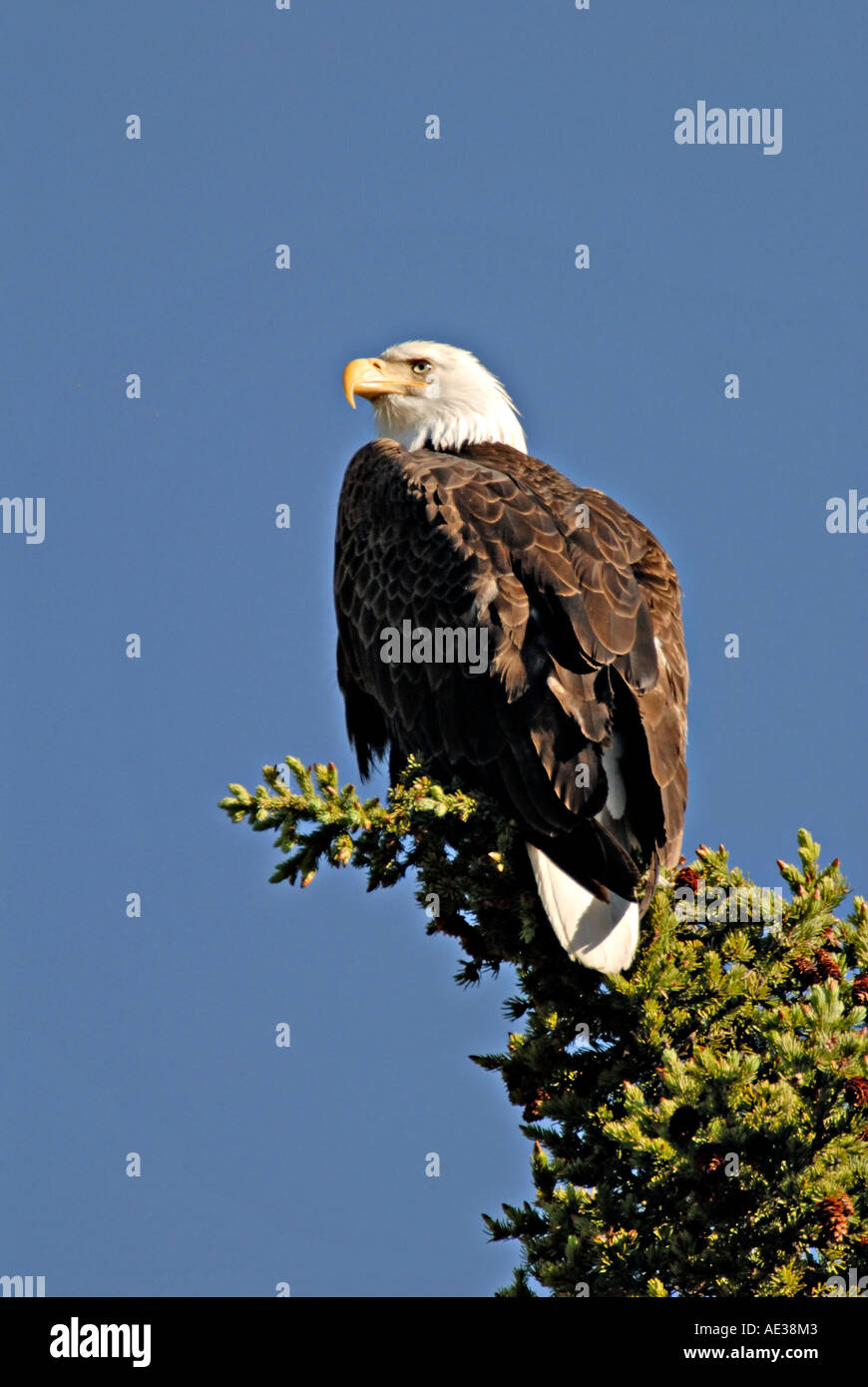 Bald Eagle looking back Stock Photo - Alamy