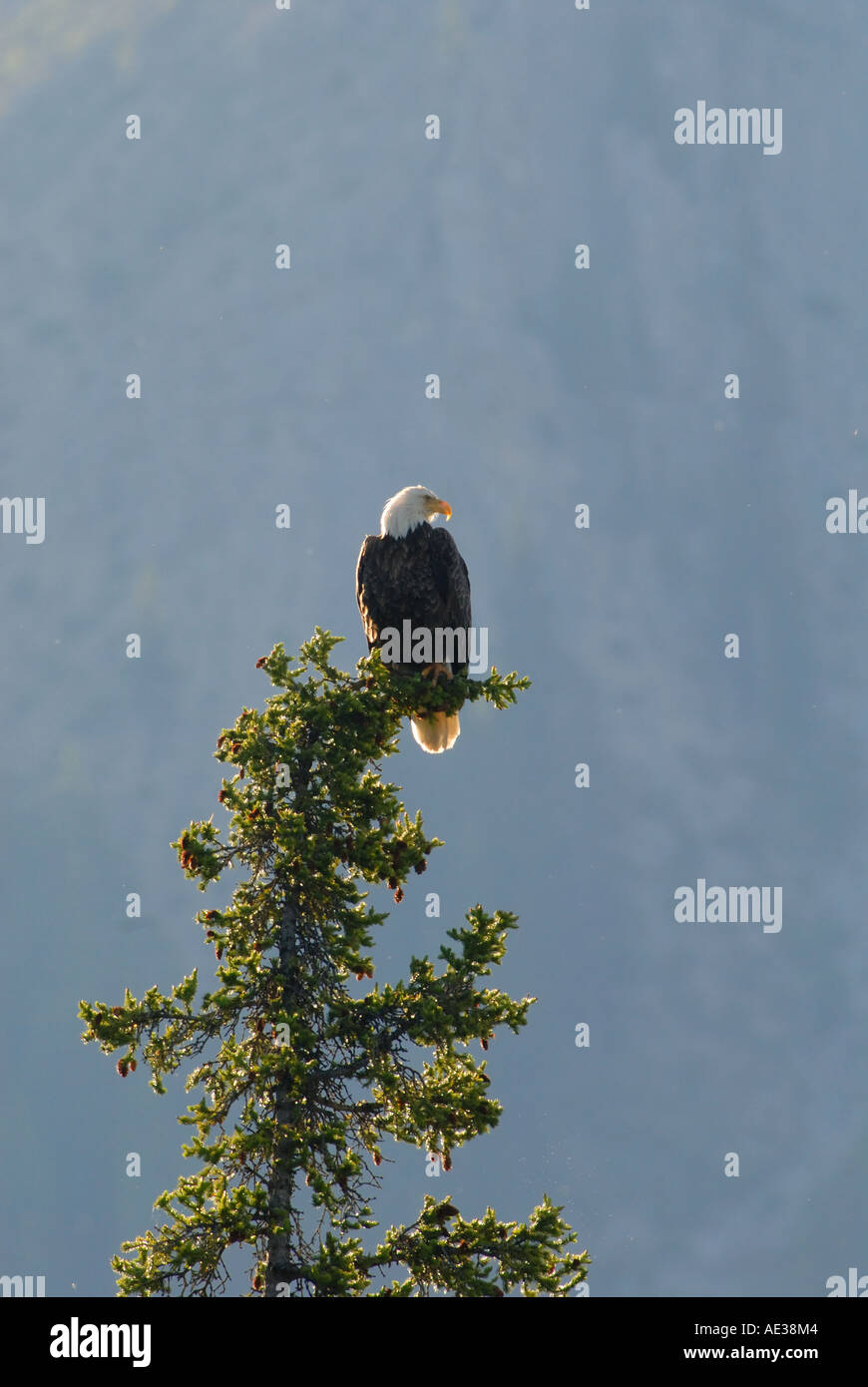 Bald Eagle 13 Stock Photo - Alamy