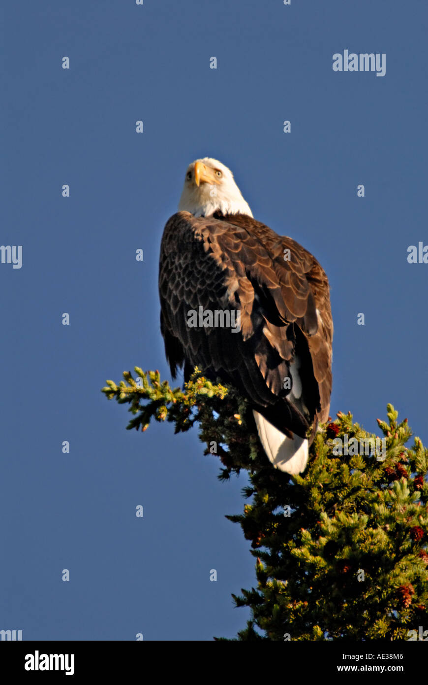 Bald Eagle looking Stock Photo - Alamy