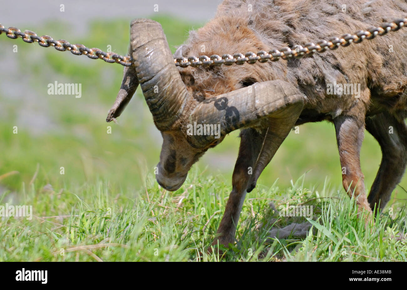 Horns hooked on chain hi-res stock photography and images - Alamy