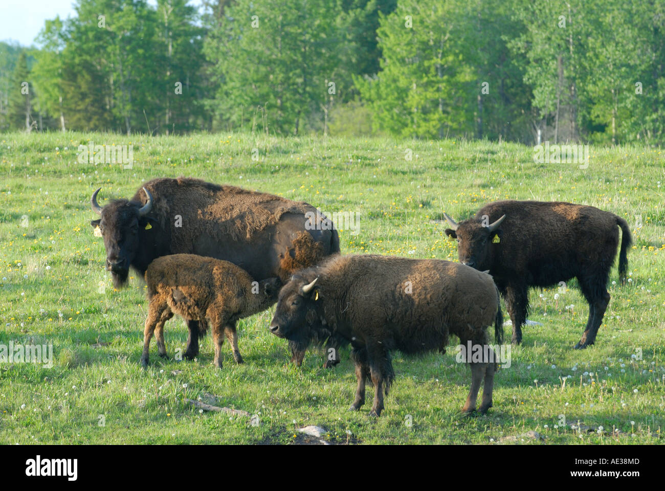 Bison ranching hi-res stock photography and images - Alamy