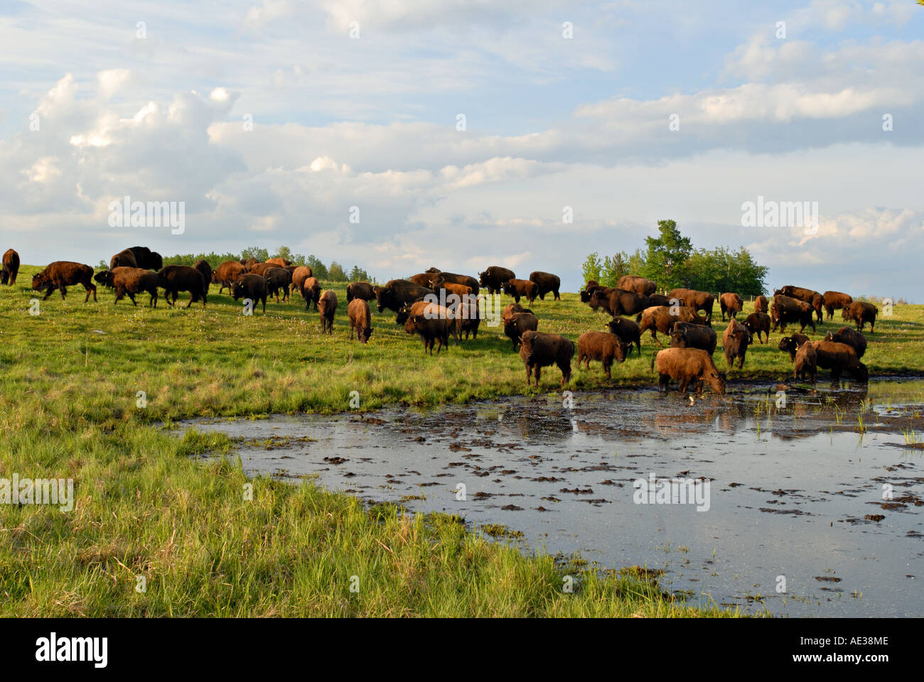 Bison ranching hi-res stock photography and images - Alamy
