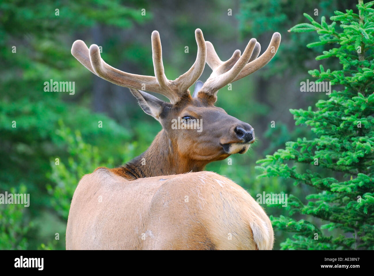 Bull Elk looking back Stock Photo - Alamy