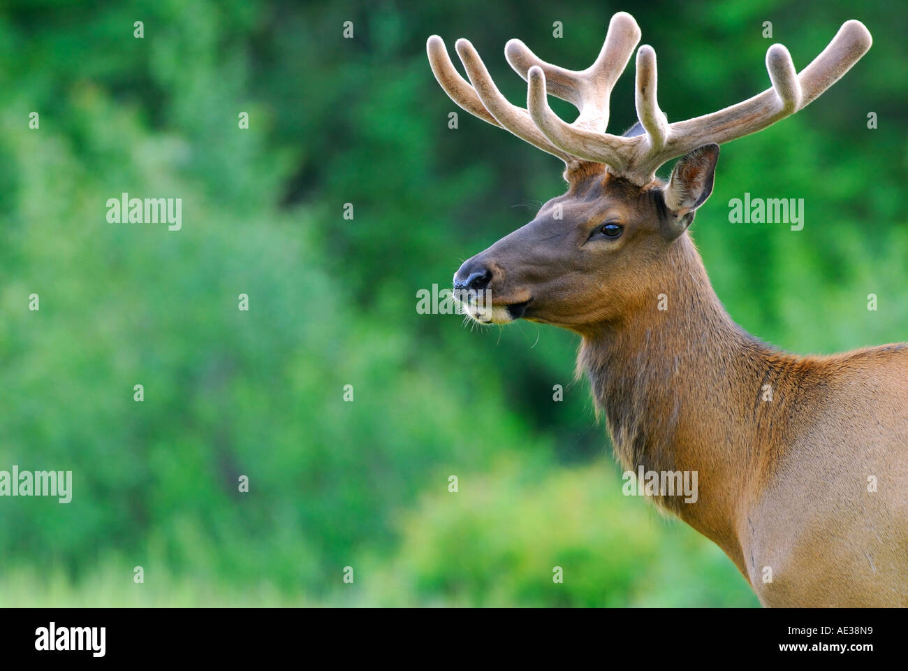 Bull Elk side portrait Stock Photo - Alamy