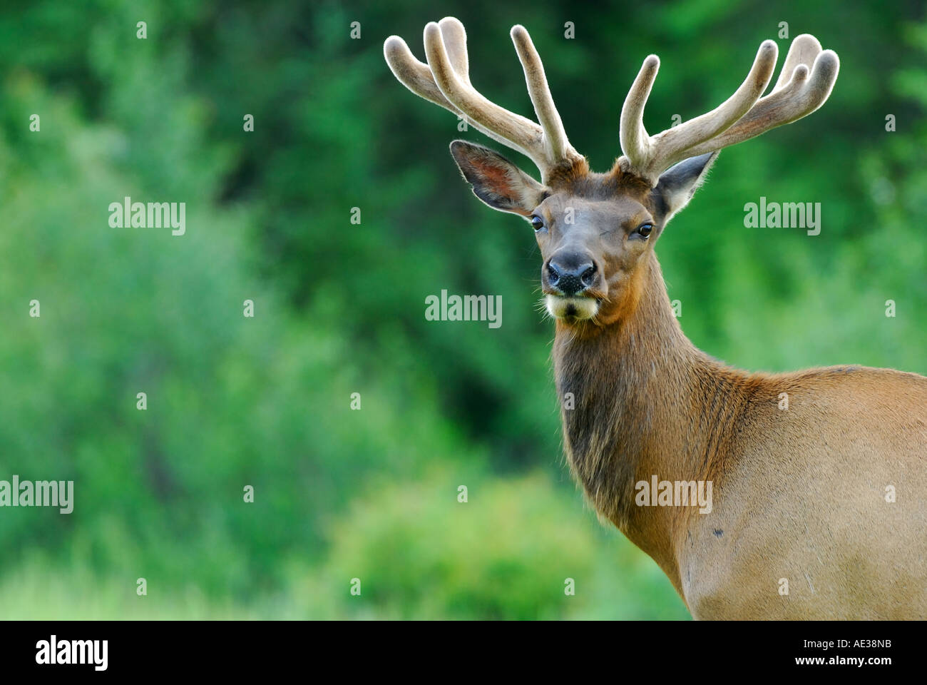 Bull Elk portrait Stock Photo - Alamy
