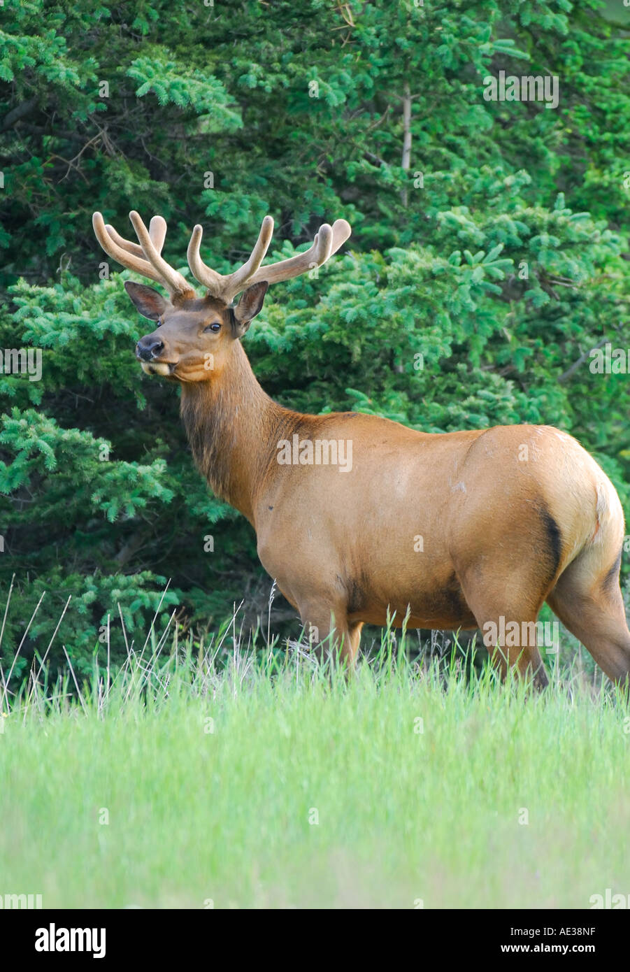 Bull elk full body portrait hi-res stock photography and images - Alamy