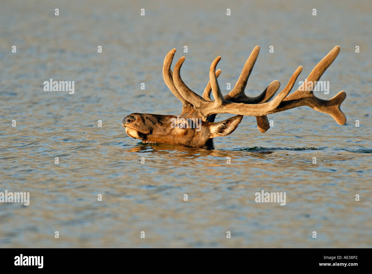 A side view of a Bull Elk swimming Stock Photo: 7744865 - Alamy