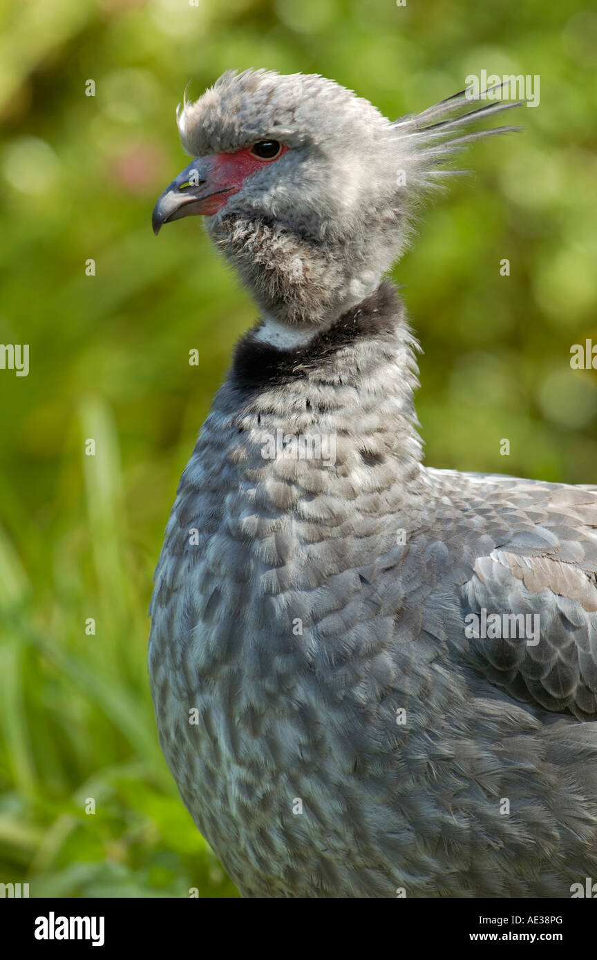 Creasted screamer hi-res stock photography and images - Alamy