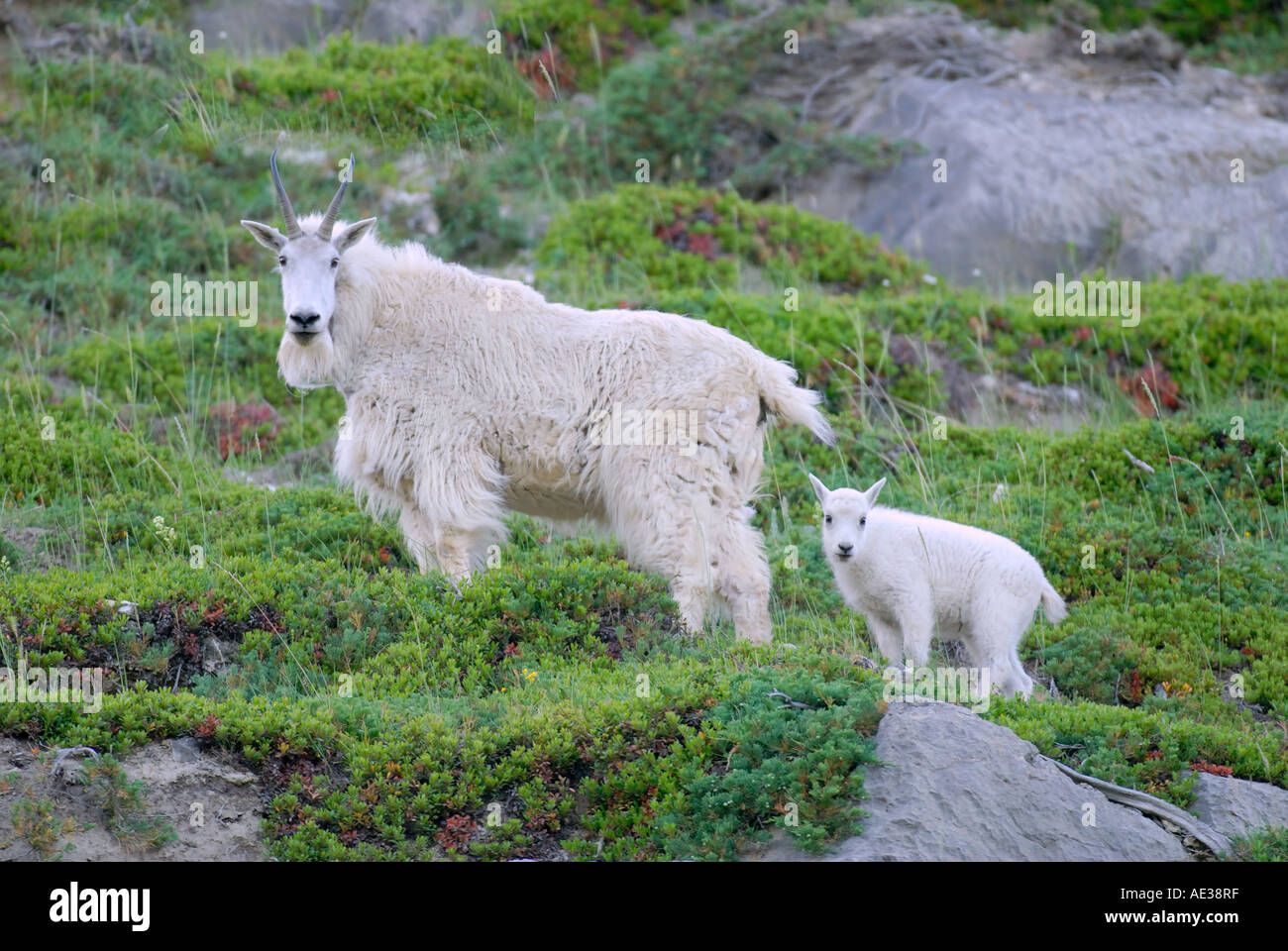 Mother and Baby mountain goat Stock Photo - Alamy