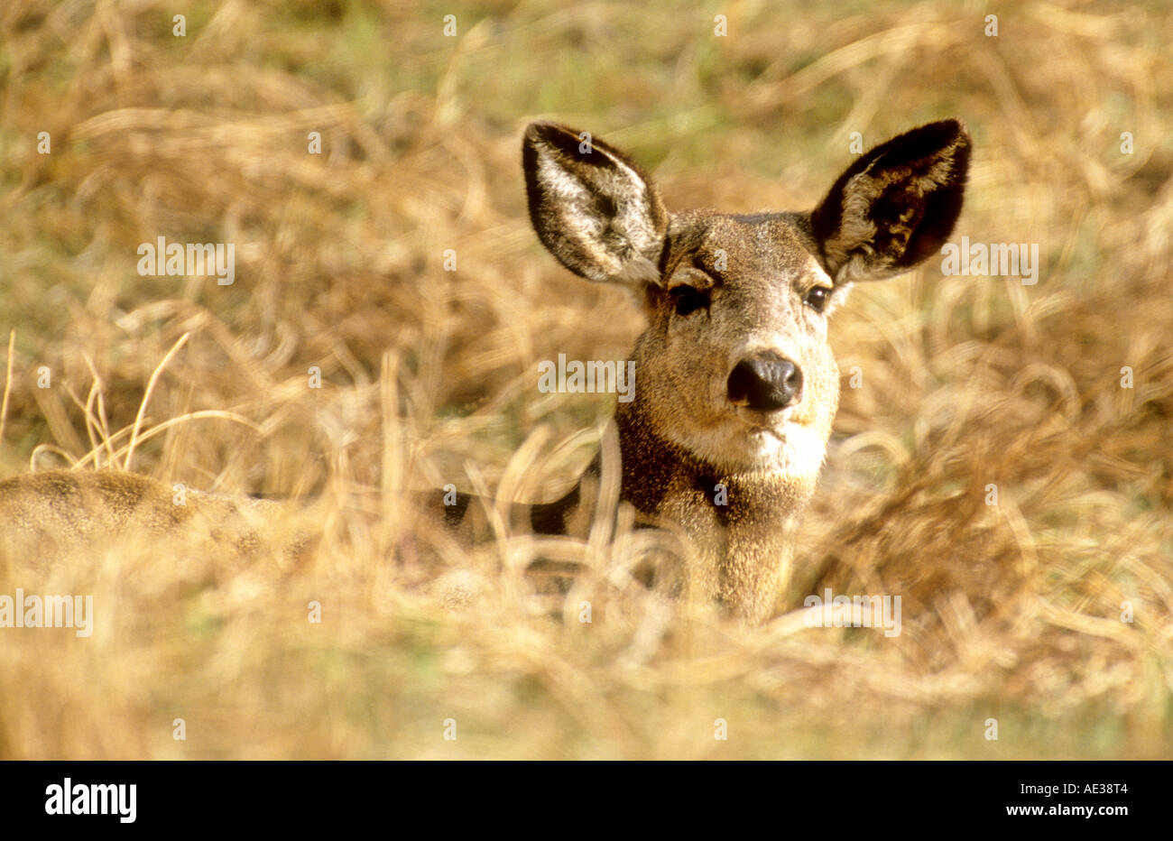 Deer laying down hi-res stock photography and images - Alamy