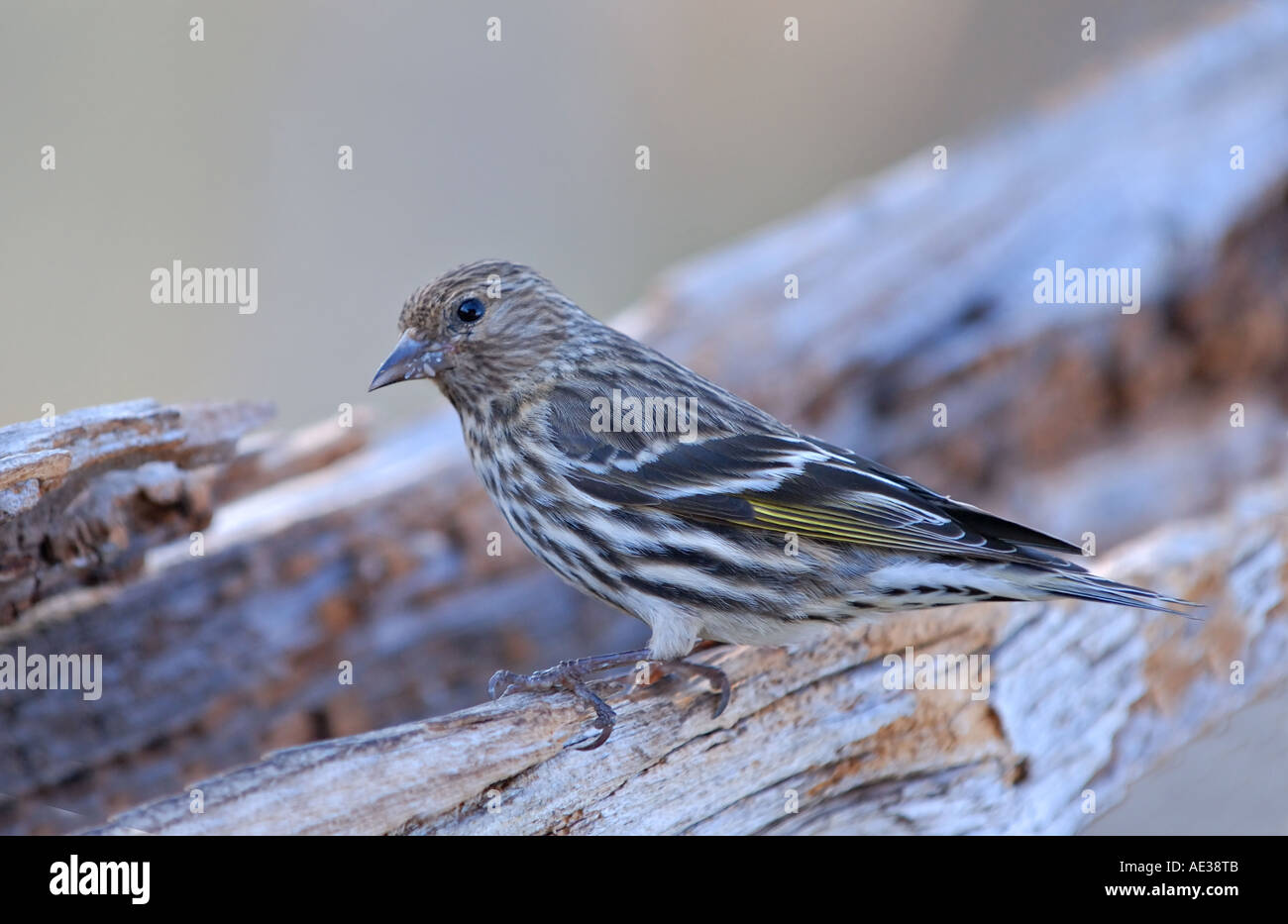 Siskin image hi-res stock photography and images - Alamy