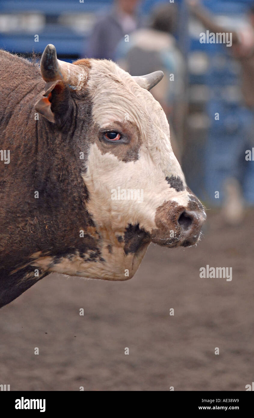 Rodeo portrait hi-res stock photography and images - Alamy