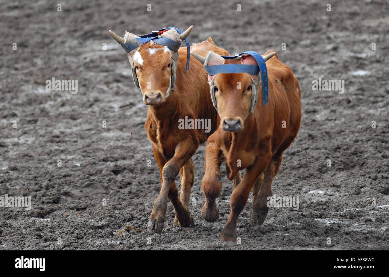 Steers hi-res stock photography and images - Alamy