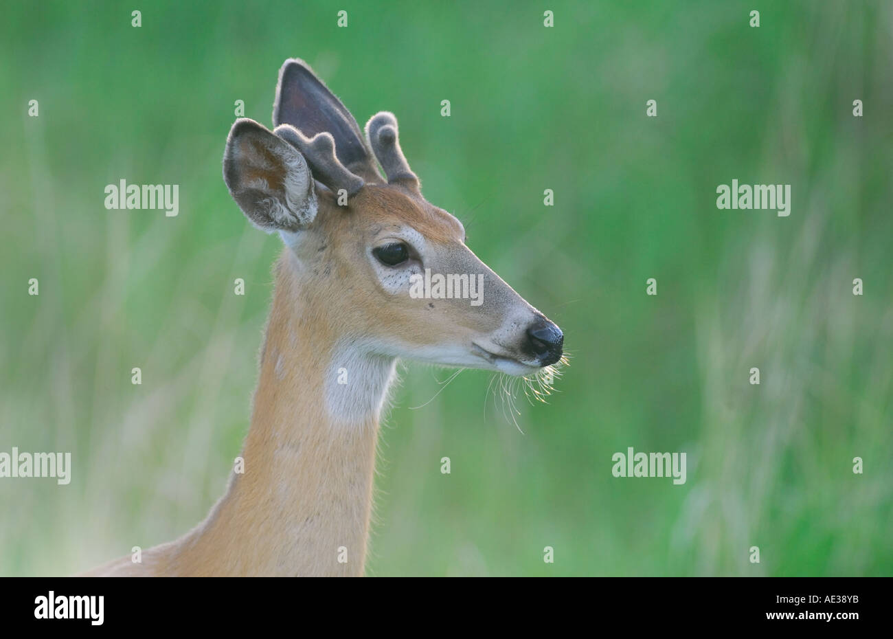 Whitetail Buck Deer side view portrait Stock Photo - Alamy