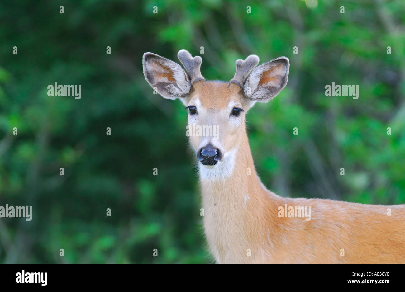 Whitetail Buck Deer Stock Photo - Alamy