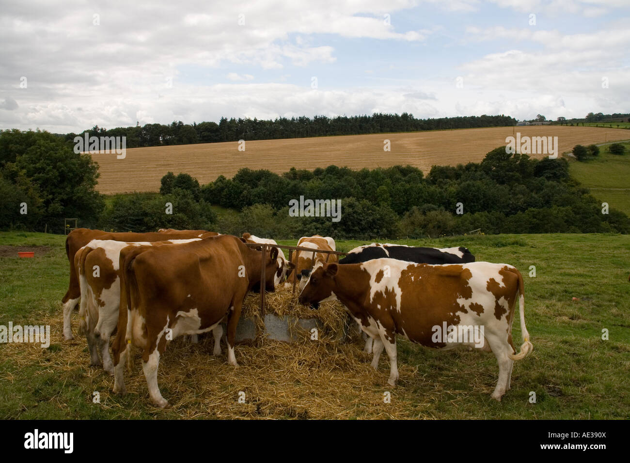 Cows eating straw on a farm in Shropshire Stock Photo - Alamy
