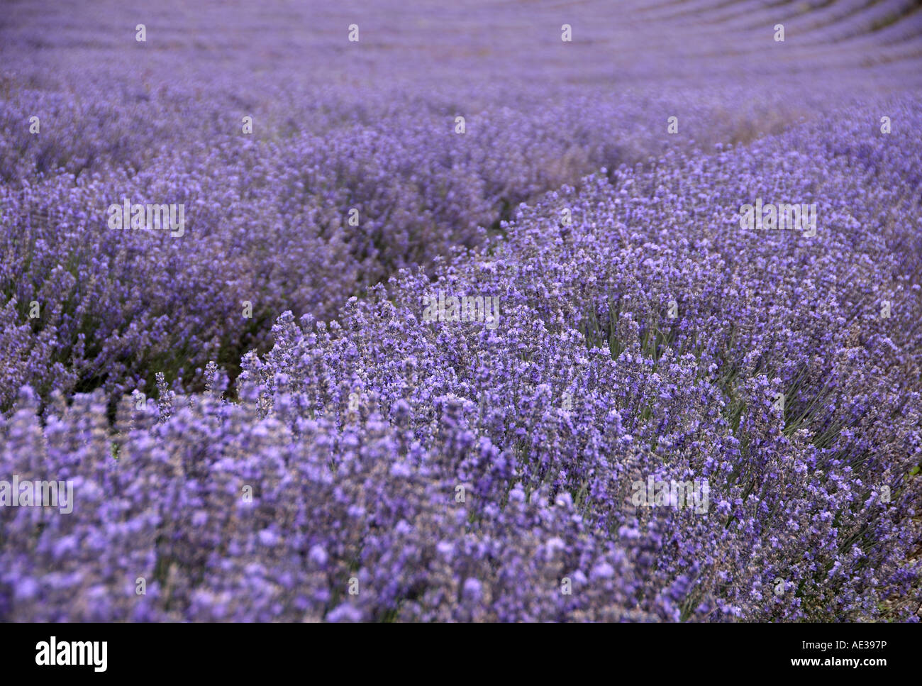 Lordington Lavender, Sussex, UK Stock Photo - Alamy