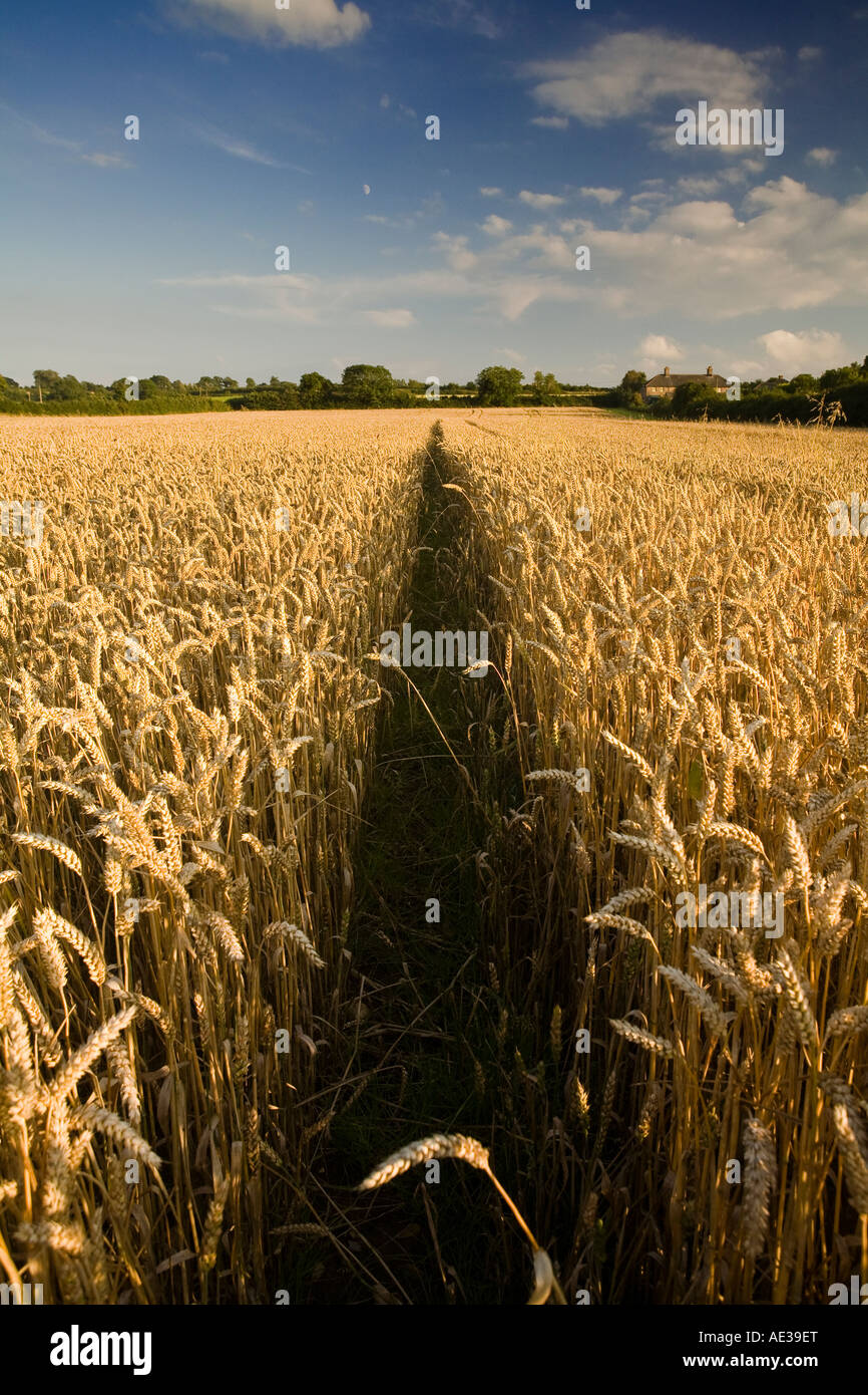 Crop field in Dorset, UK Stock Photo - Alamy