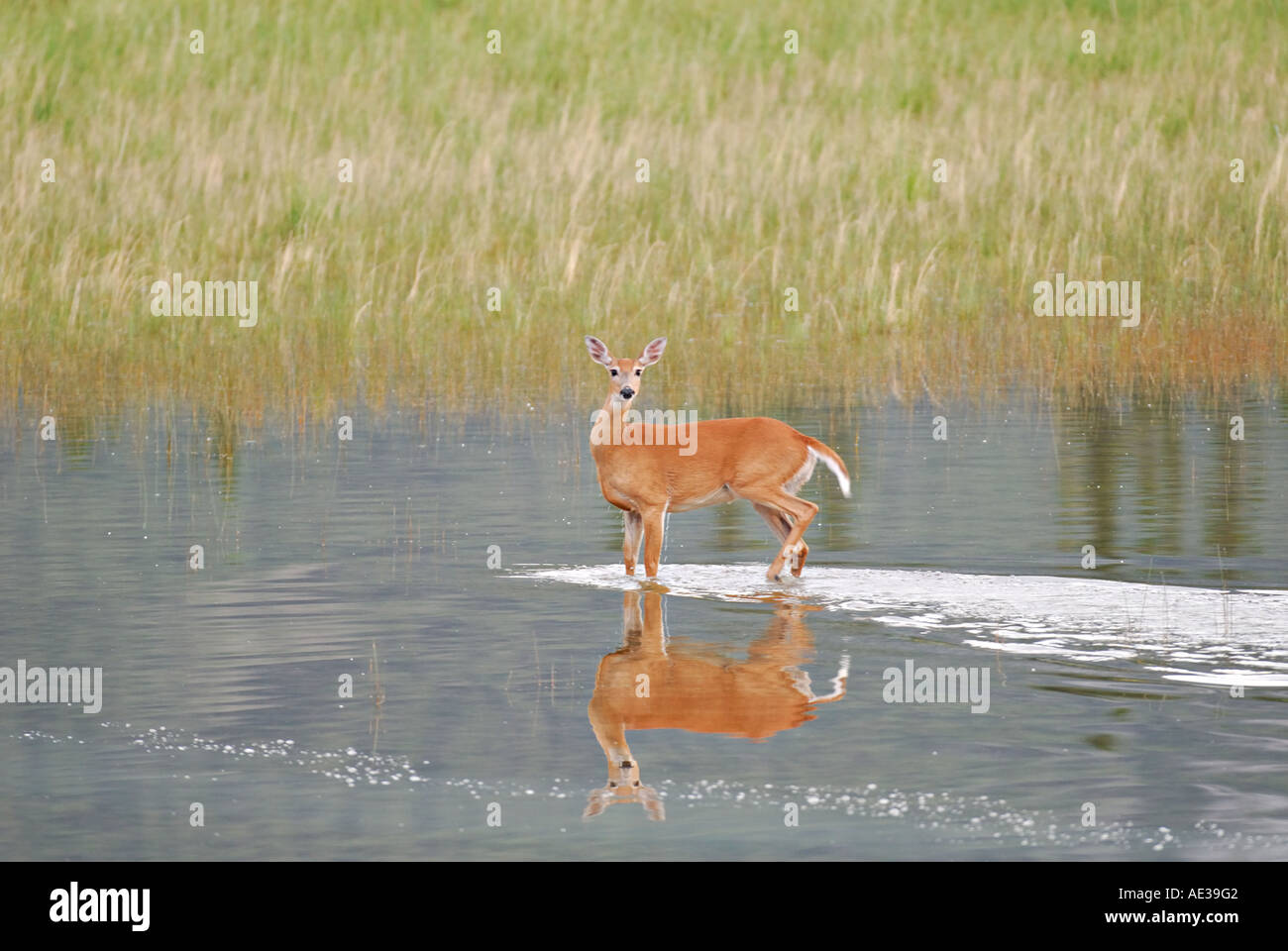 Whitetail Doe Deer 1 Stock Photo - Alamy