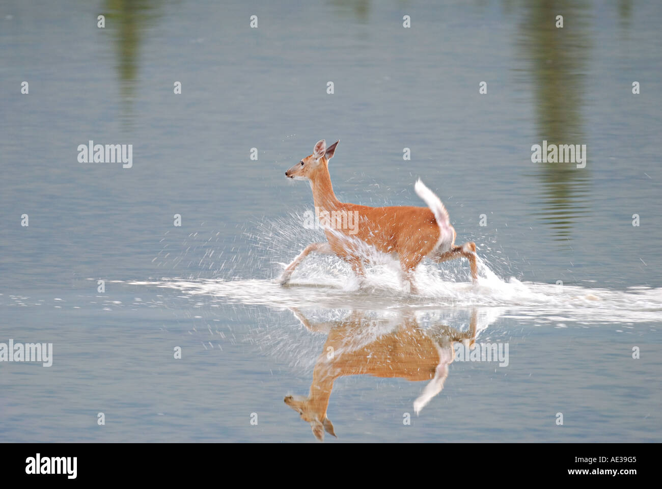 Whitetail Doe Deer prancing Stock Photo - Alamy