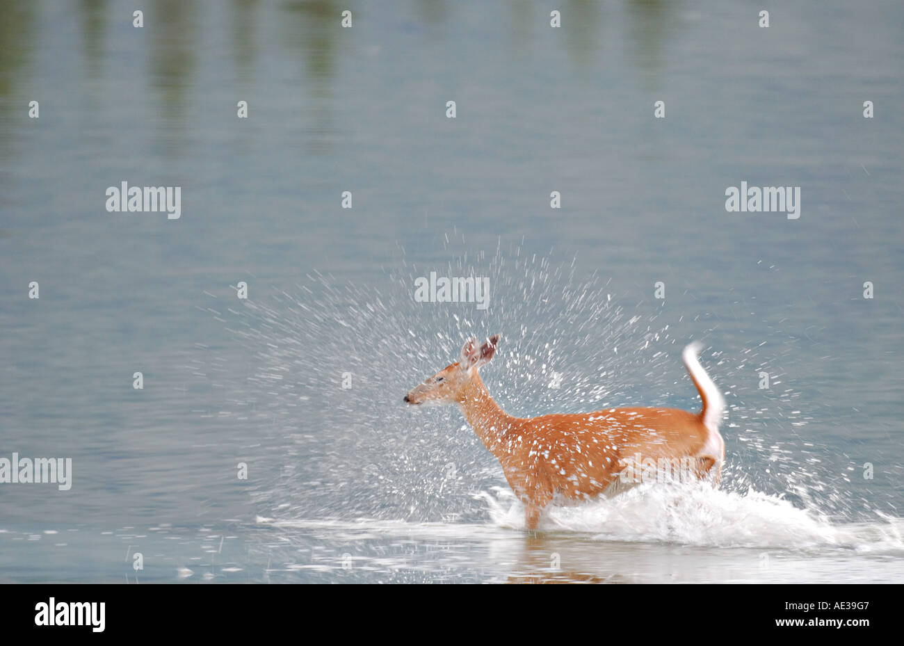 Whitetail Doe Deer running Stock Photo - Alamy