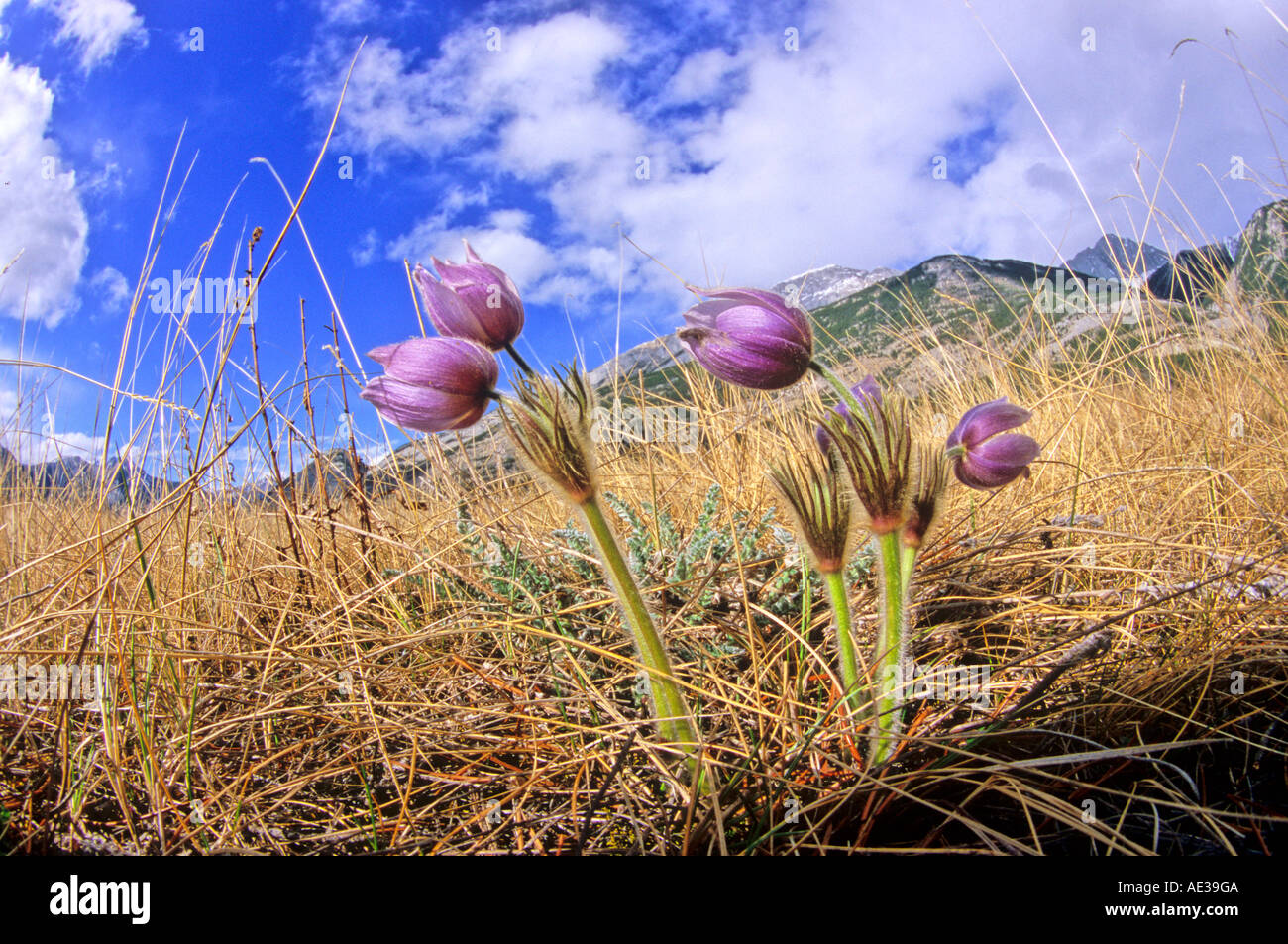 Side view of crocus hi-res stock photography and images - Alamy