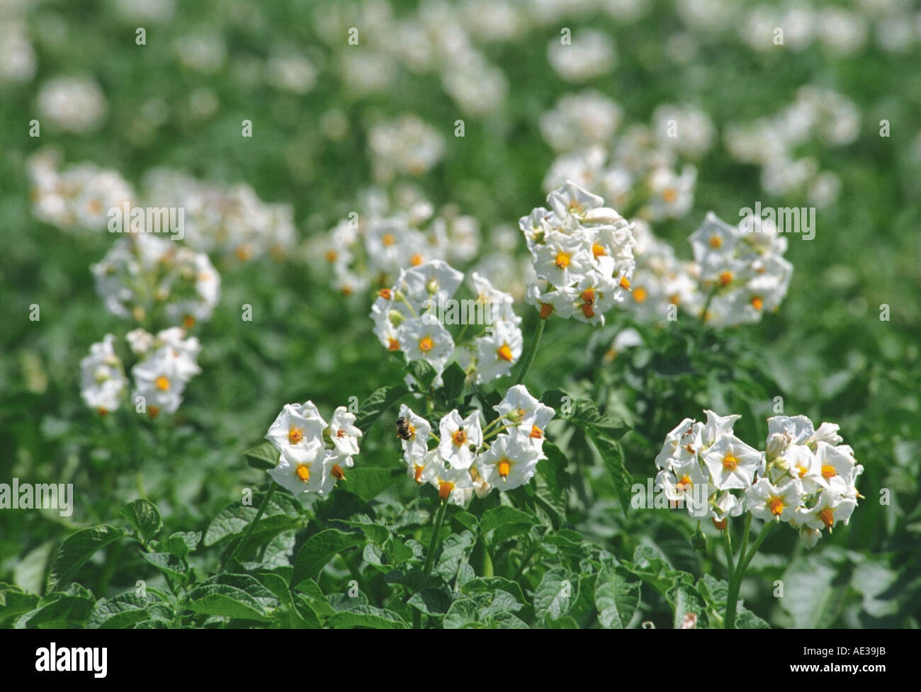 Blooming potato vegetable garden. Altai. Siberia. Russia Stock Photo ...