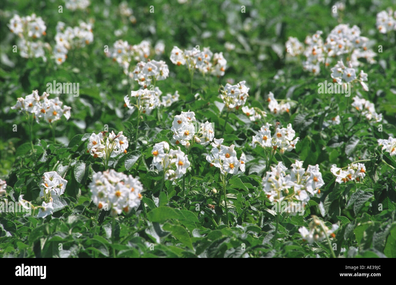 Blooming potato vegetable garden. Altai. Siberia. Russia Stock Photo ...