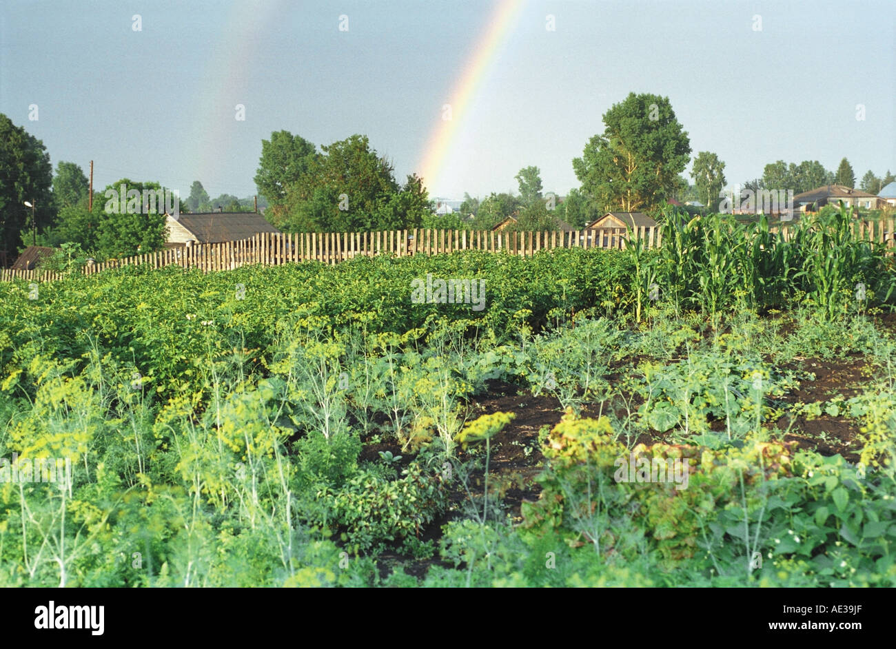 Rainbow over vegetable garden. Altai. Siberia. Russia Stock Photo - Alamy