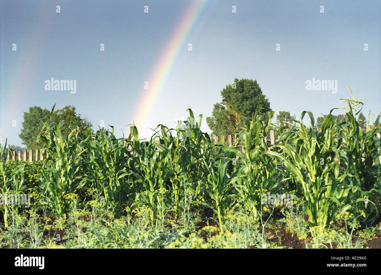 Rainbow over vegetable garden. Altai. Siberia. Russia Stock Photo - Alamy
