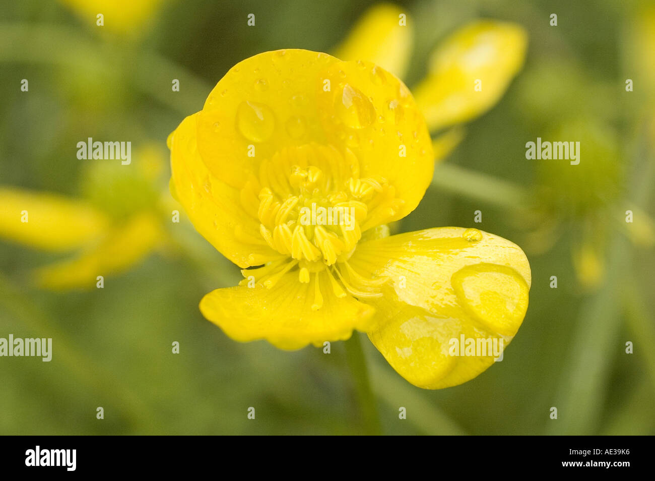 Battered and bruised hi-res stock photography and images - Alamy