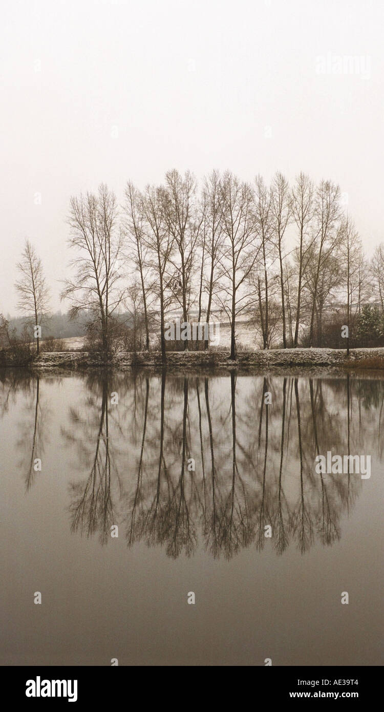 Poplar trees on a lake’s bank in early spring. Altai. Siberia. Russia Stock Photo - Alamy