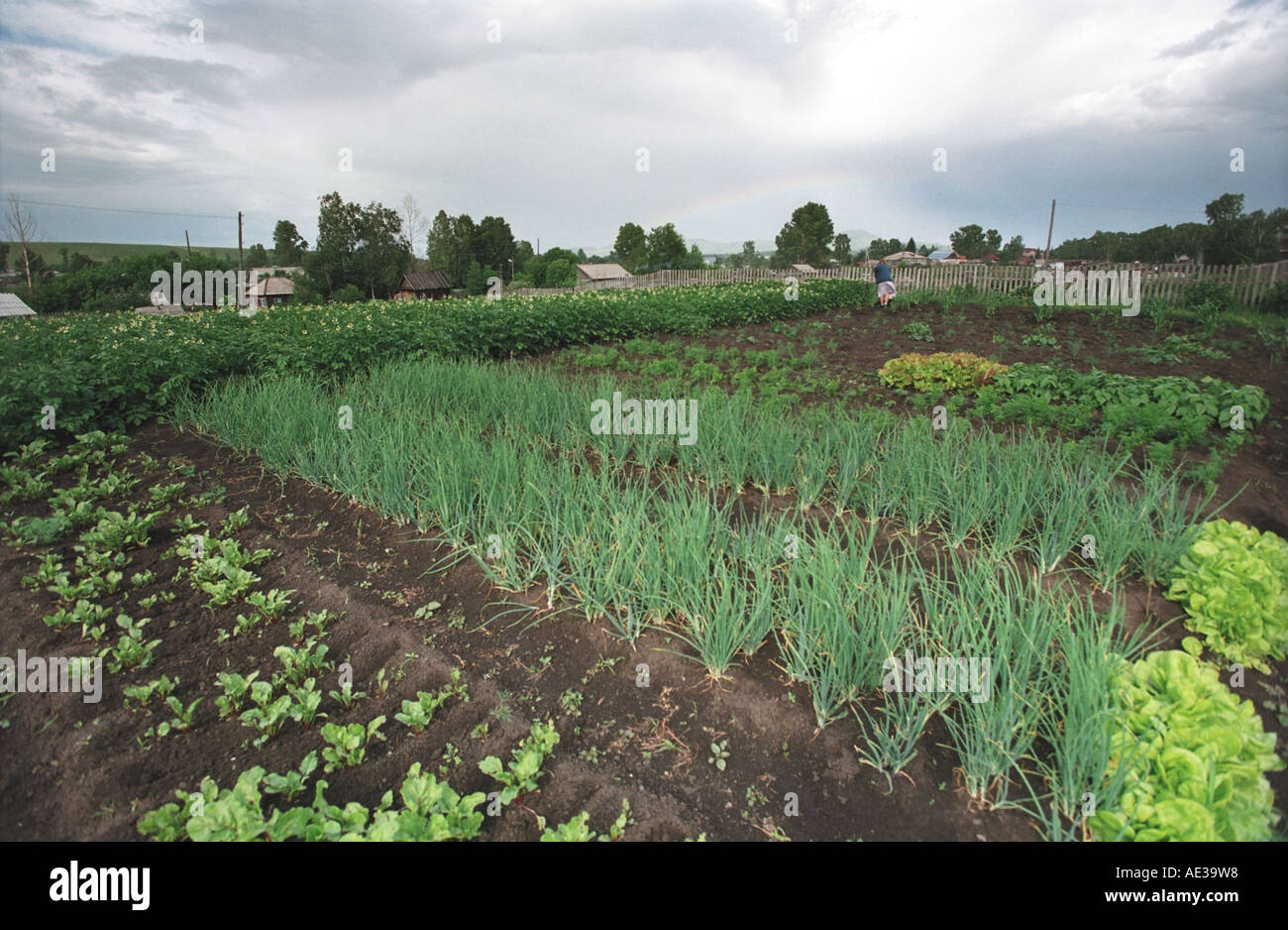 Rainbow above vegetable garden. Altai. Siberia. Russia Stock Photo - Alamy