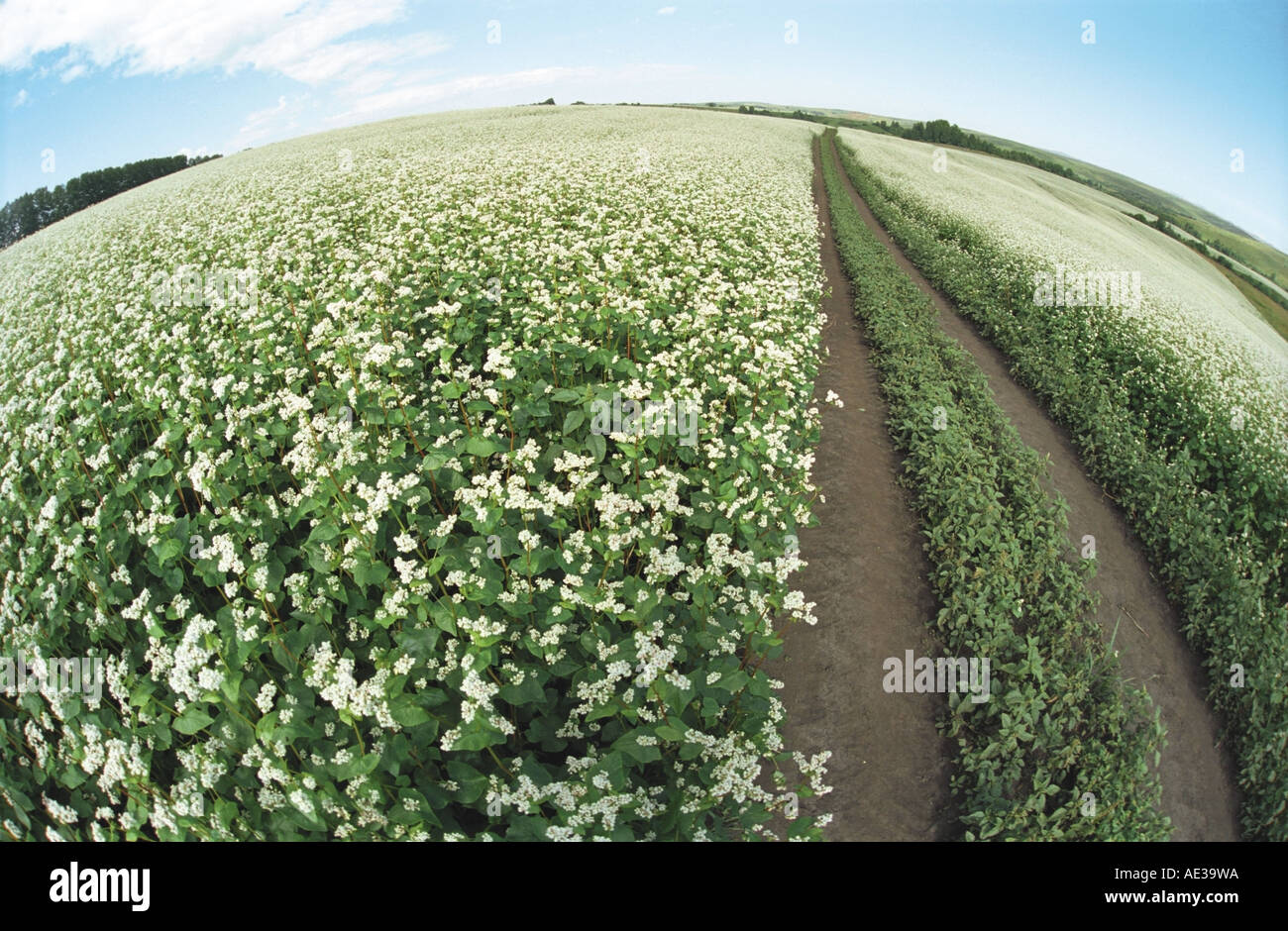 Road through the buckwheat cornfield. Altai. Siberia. Russia Fish eye ...