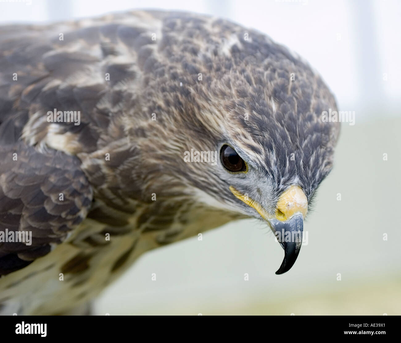 Common Buzzard 3 Stock Photo - Alamy