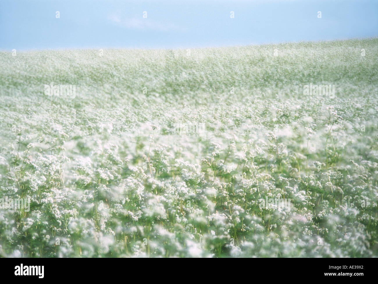 Buckwheat cornfield. Altai. Siberia. Russia Multiple exposure Stock ...