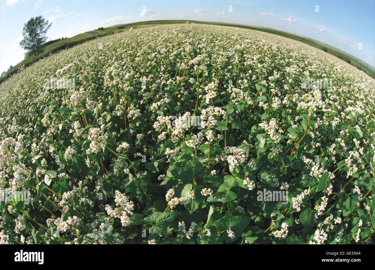 Buckwheat cornfield. Altai. Siberia. Russia Fish eye lens Stock Photo ...
