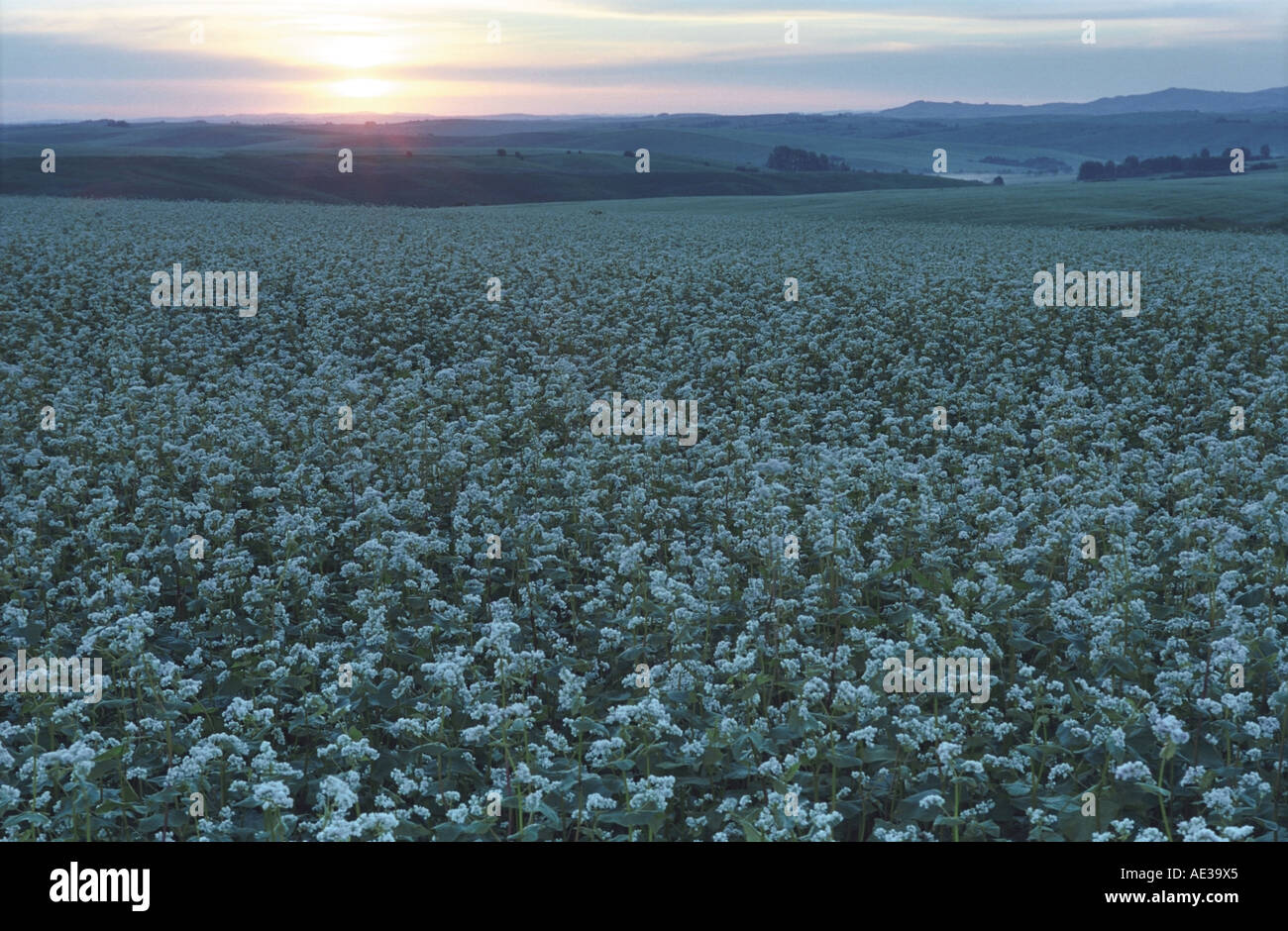 Buckwheat cornfield at sunset. Altai. Siberia. Russia Stock Photo - Alamy