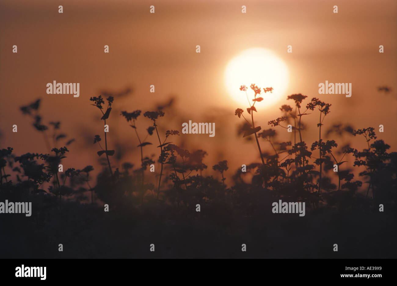 Contour farming cornfield hi-res stock photography and images - Alamy