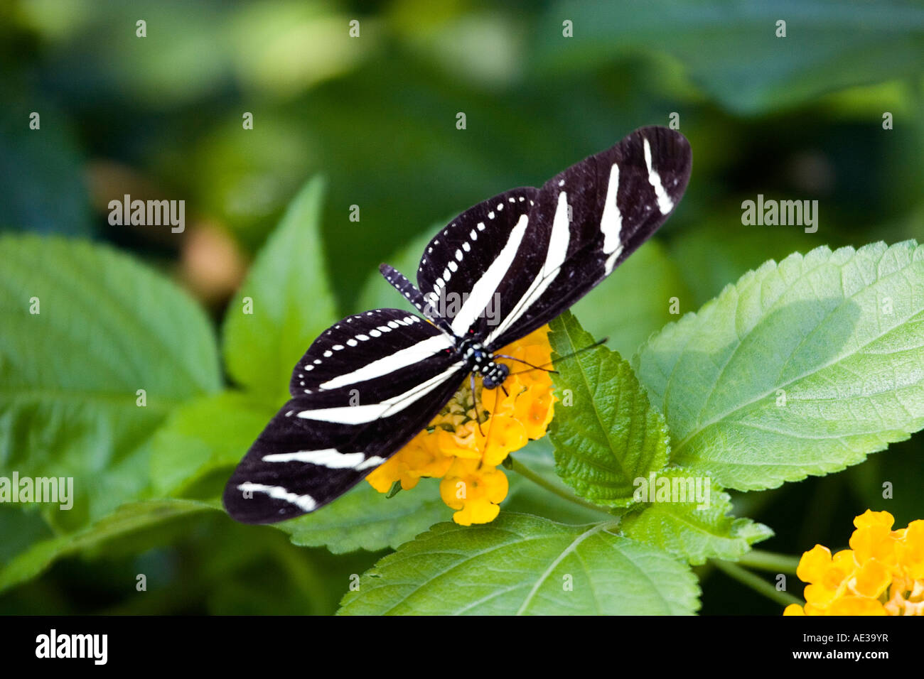 Zebra Longwing Butterfly with wings spread facing right Stock Photo - Alamy