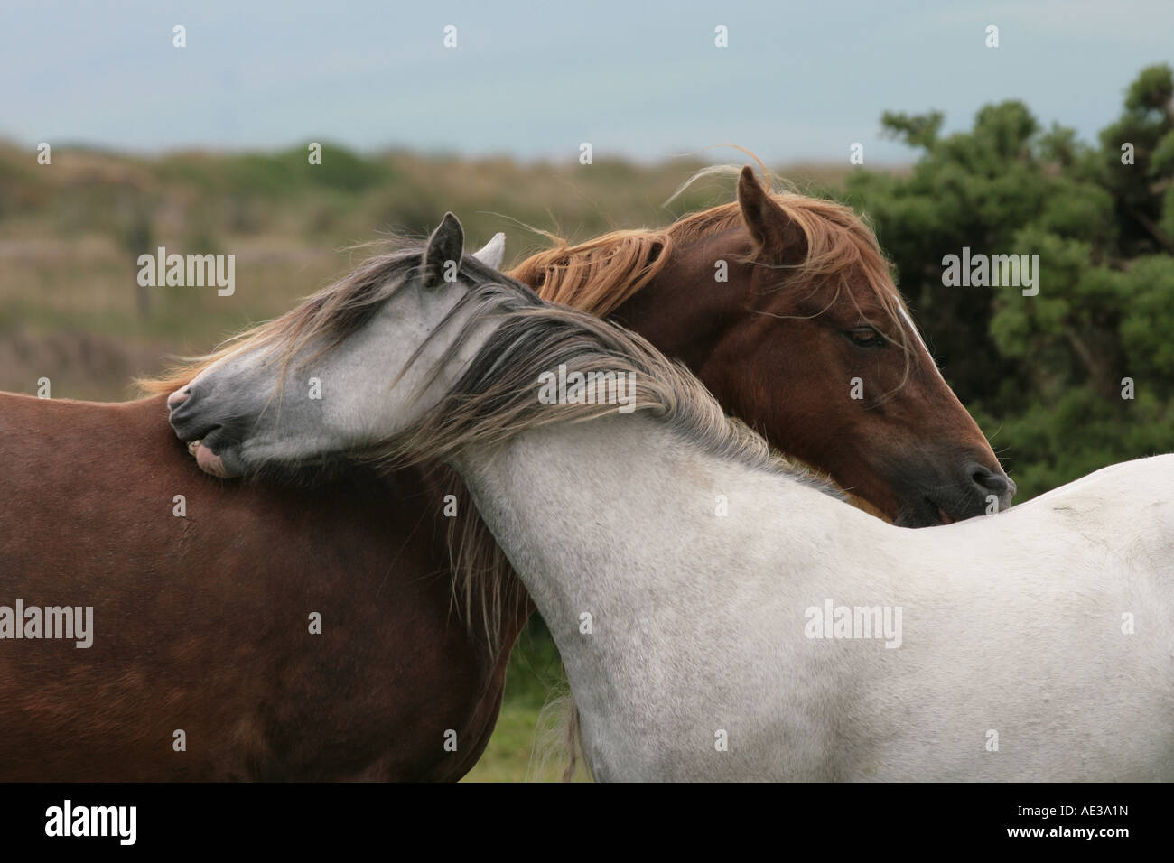 Two scratching others backs hi-res stock photography and images - Alamy