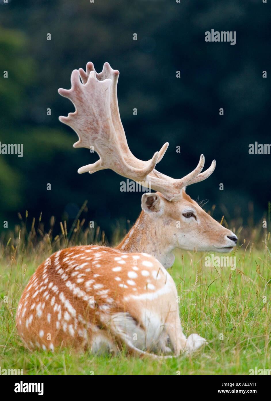 Fallow Deer Stag, lying down Stock Photo - Alamy