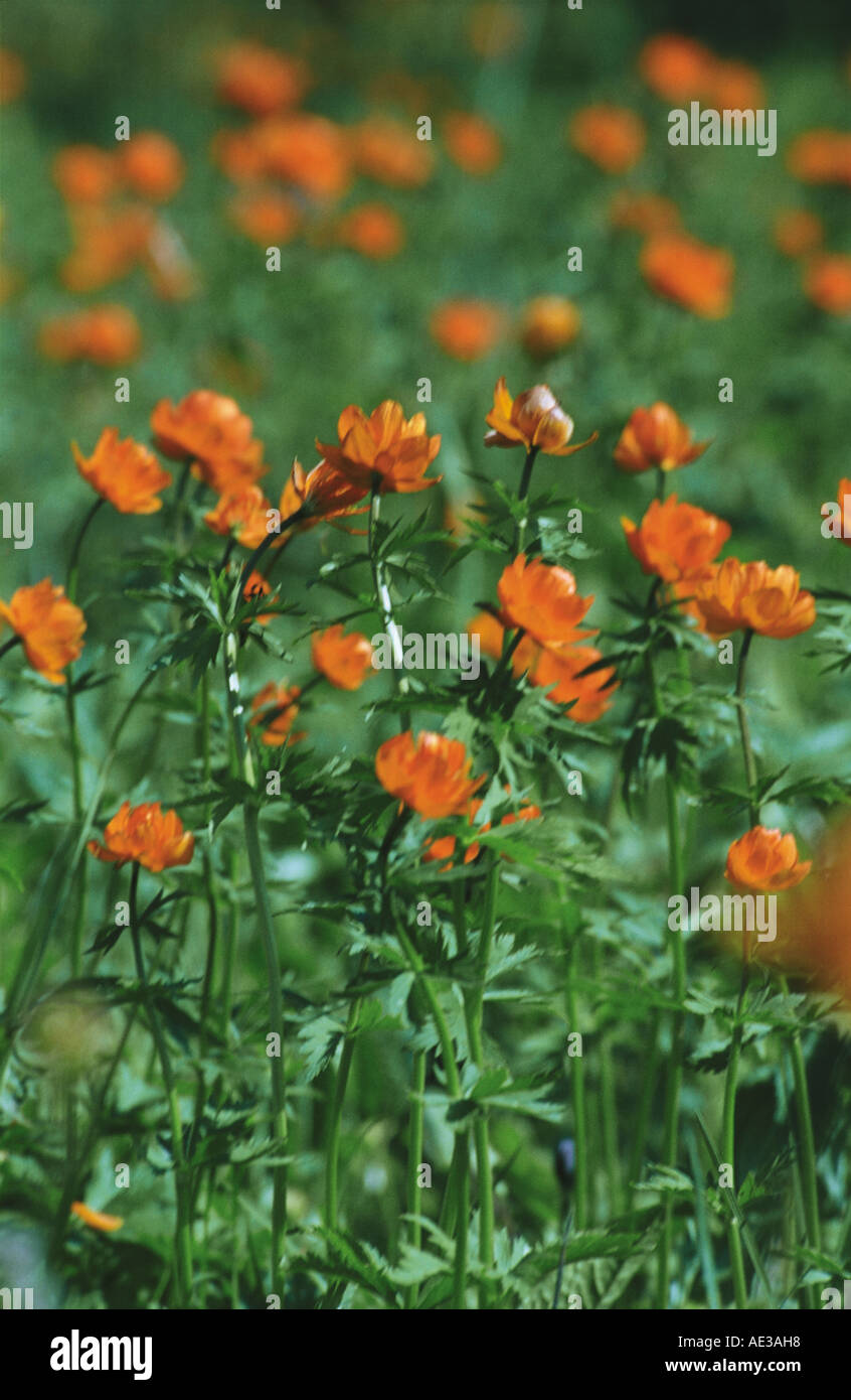 Globe flowers Trollius meadow. Altai. Siberia. Russia Stock Photo - Alamy