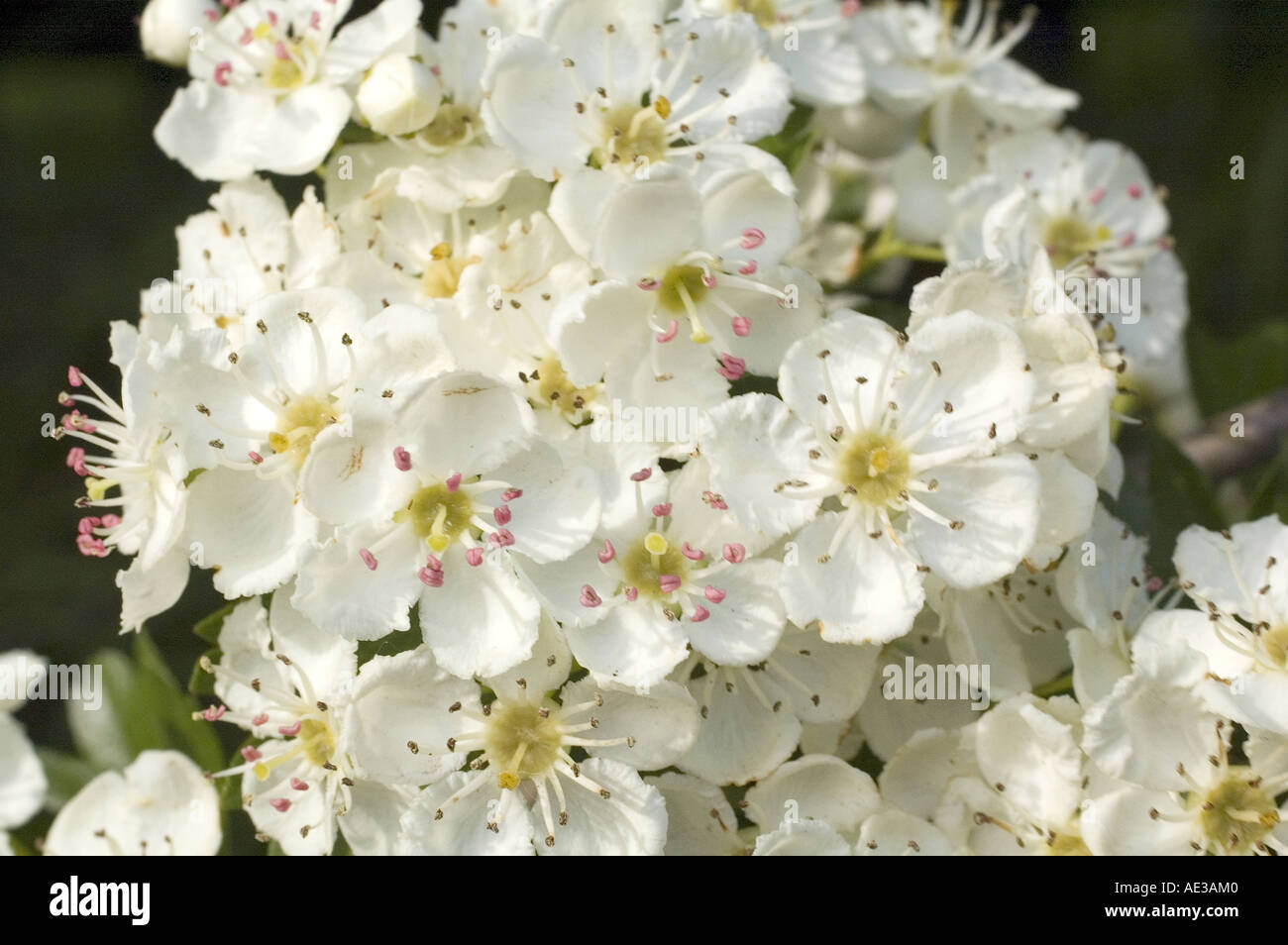 Hawthorne hedgerow hi-res stock photography and images - Alamy