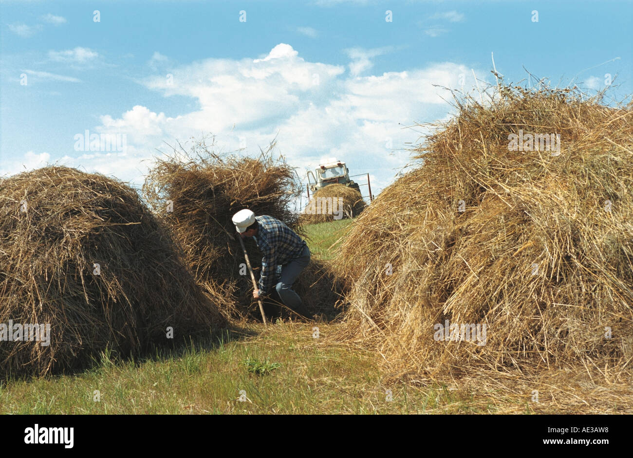 A farmer making a haystack. Altai. Siberia. Russia Stock Photo - Alamy